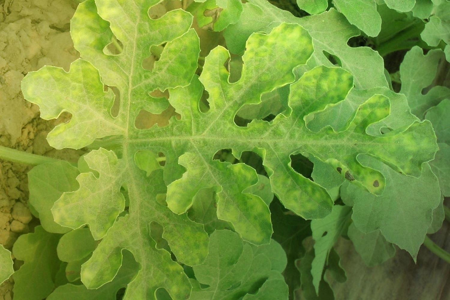Zucchini Green Mottle Mosaic Virus